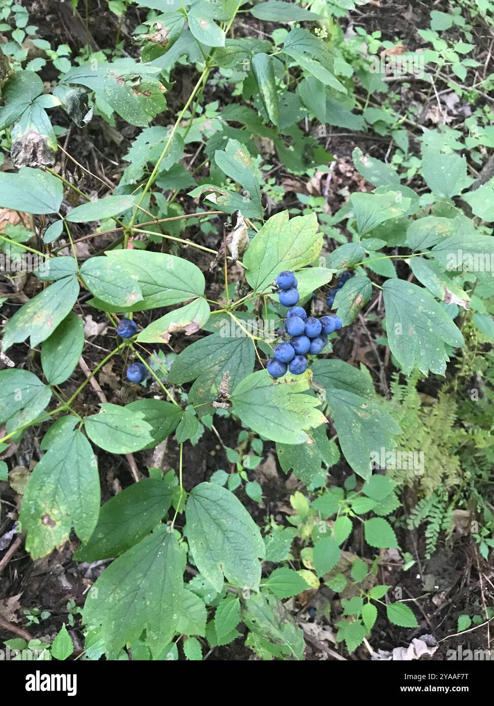 blue cohosh (Caulophyllum thalictroides) Plantae Stock Photo - Alamy