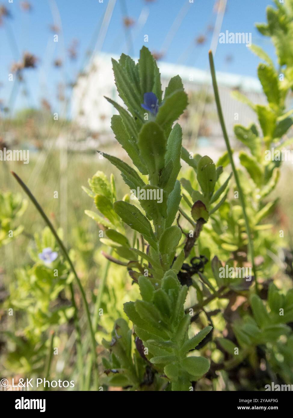 plantain family (Plantaginaceae) Plantae Stock Photo - Alamy