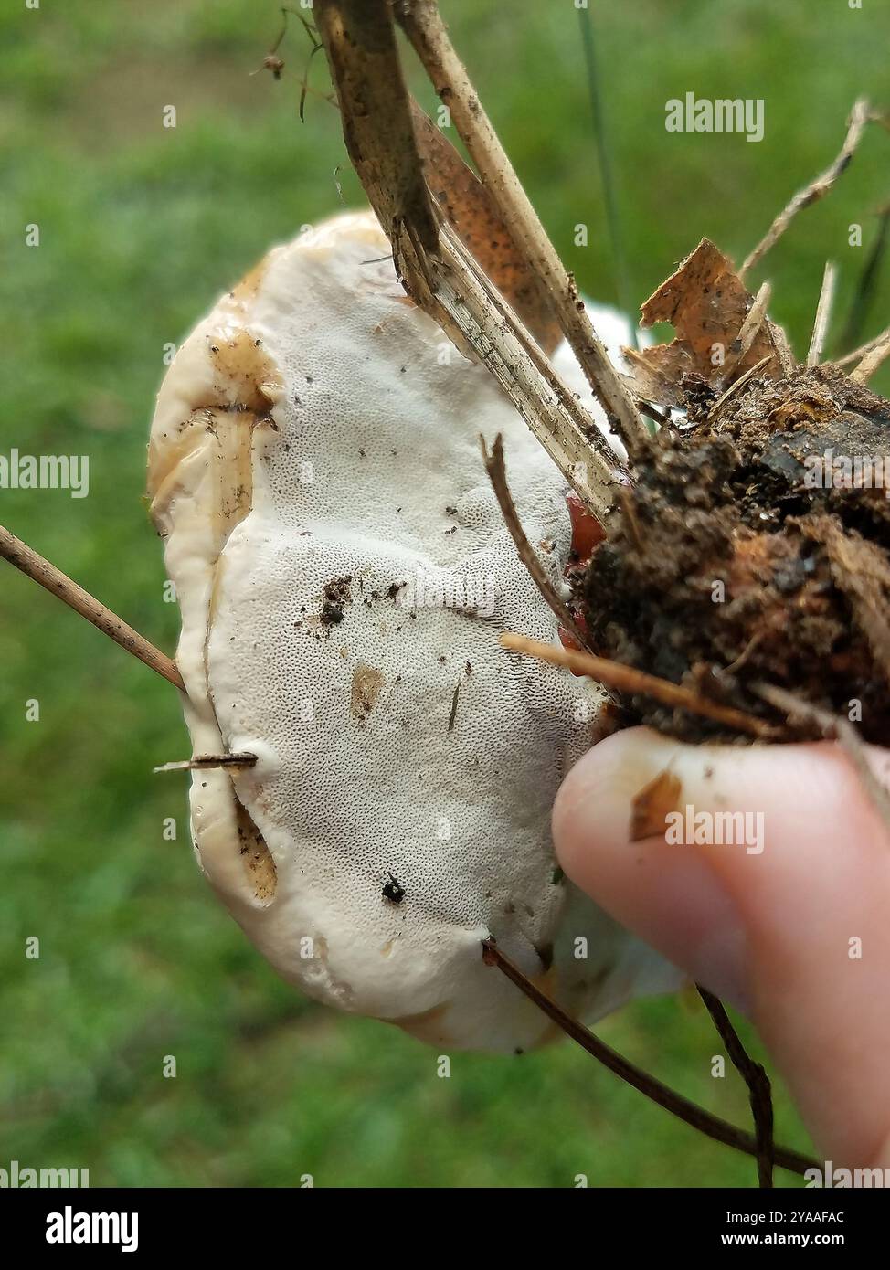 Blushing Rosette (Abortiporus biennis) Fungi Stock Photo - Alamy