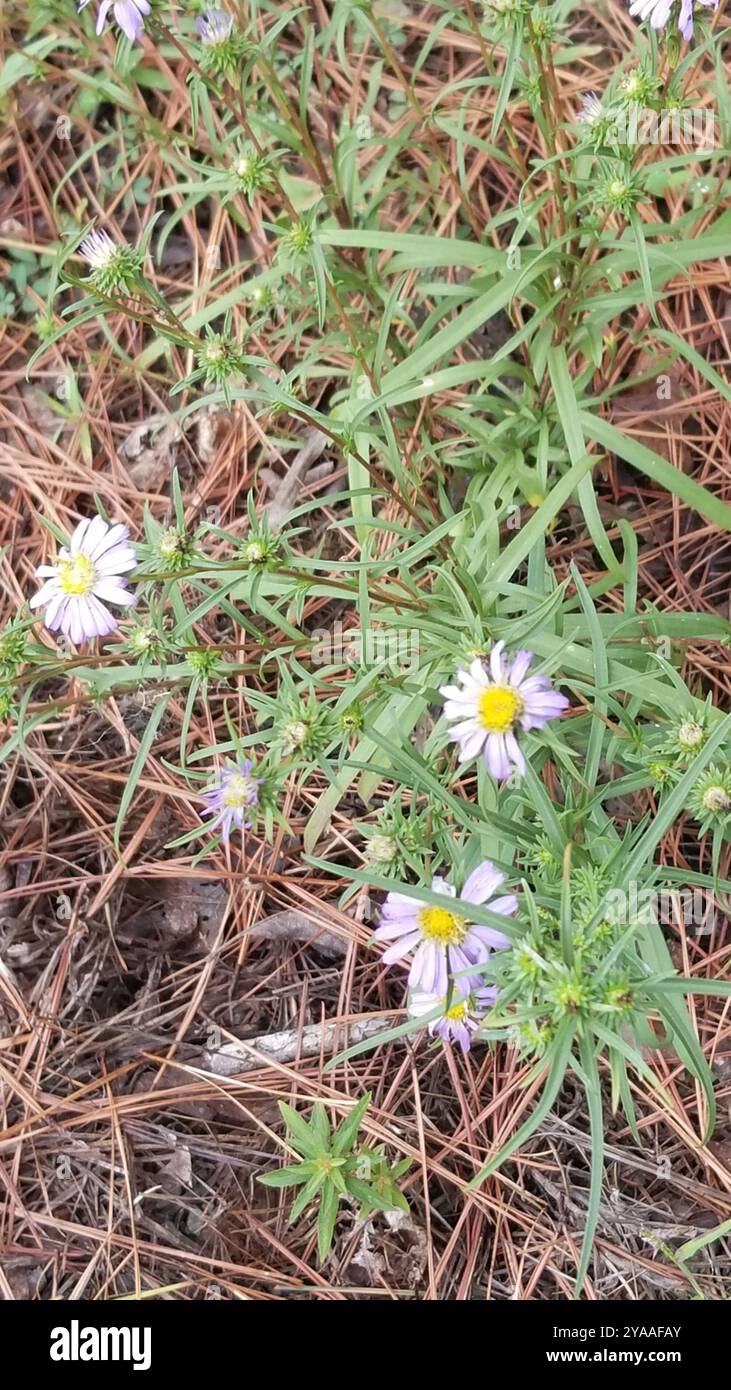 Grass-leaved prairie aster (Eurybia hemispherica) Plantae Stock Photo ...