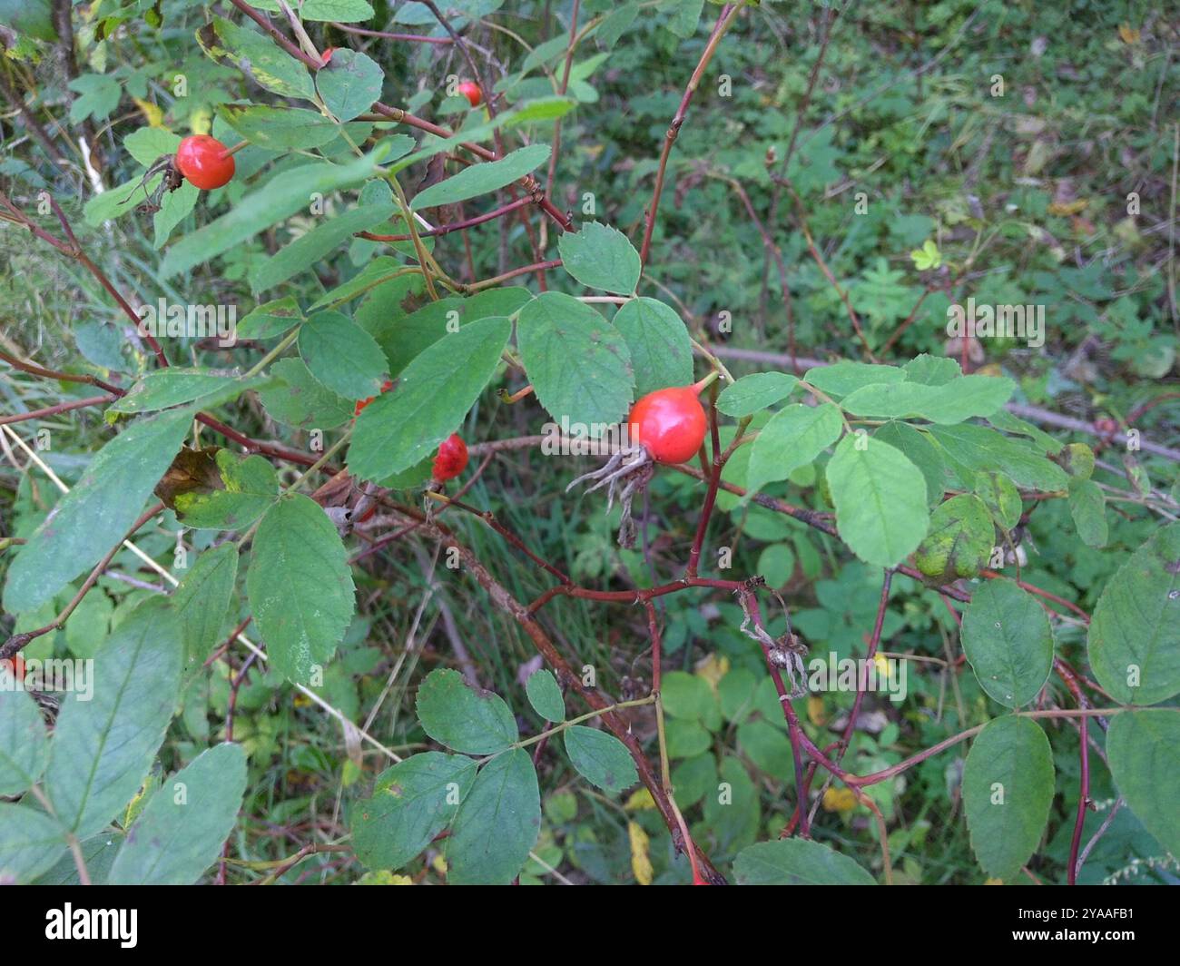 Cinnamon Rose (Rosa majalis) Plantae Stock Photo - Alamy