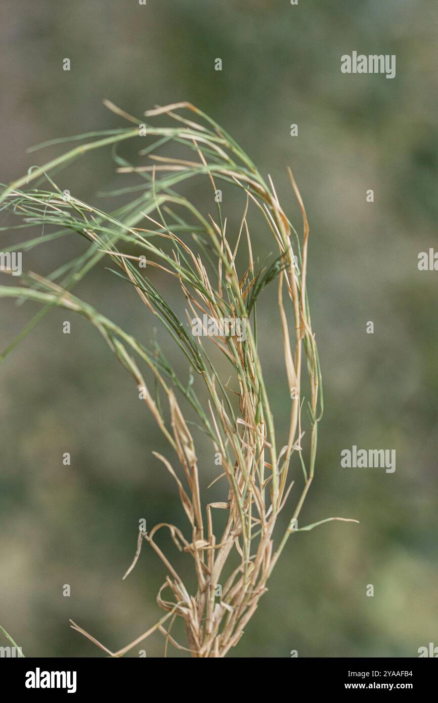 scratch grass (Muhlenbergia asperifolia) Plantae Stock Photo - Alamy