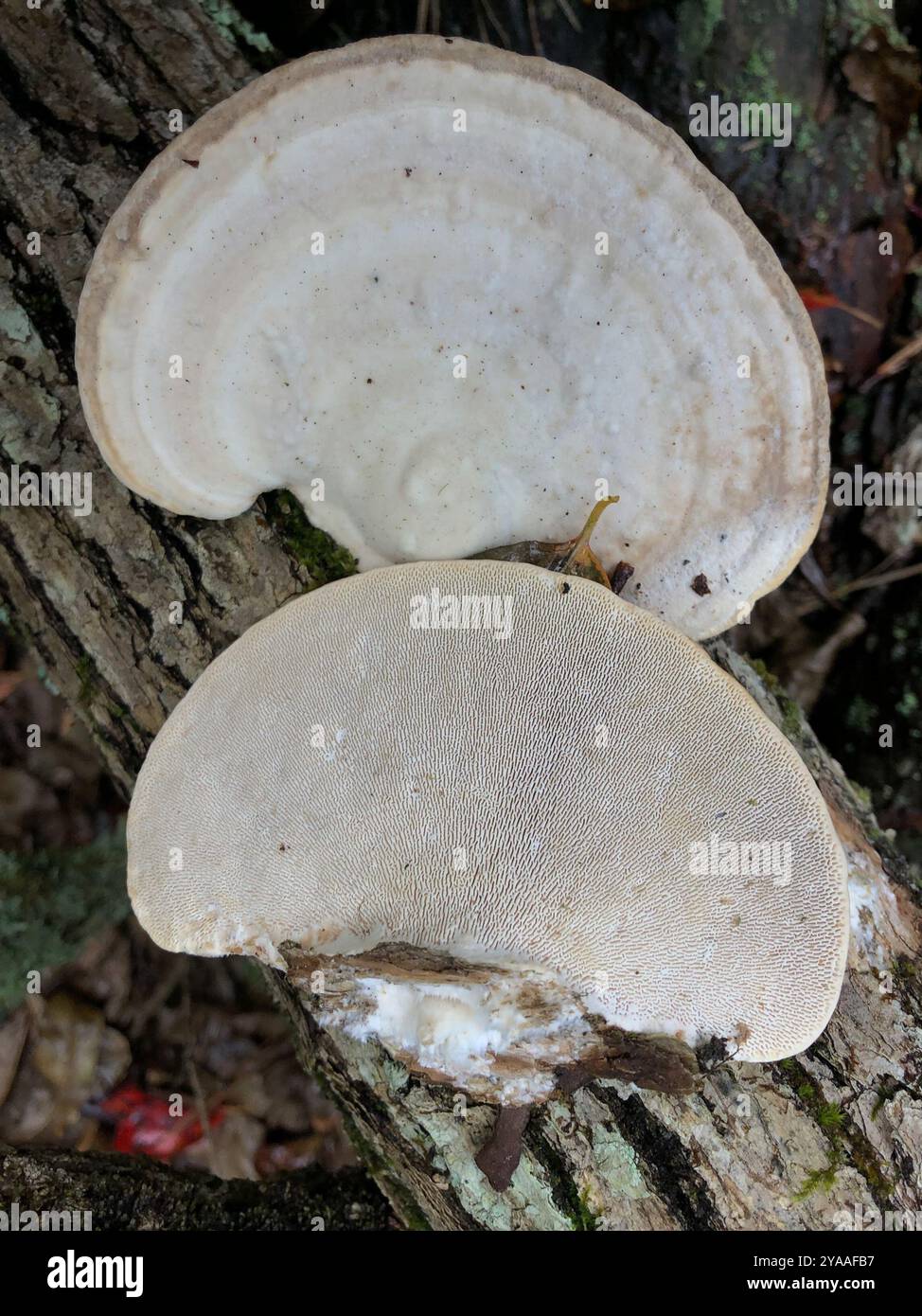 Lumpy Bracket (Trametes gibbosa) Fungi Stock Photo - Alamy