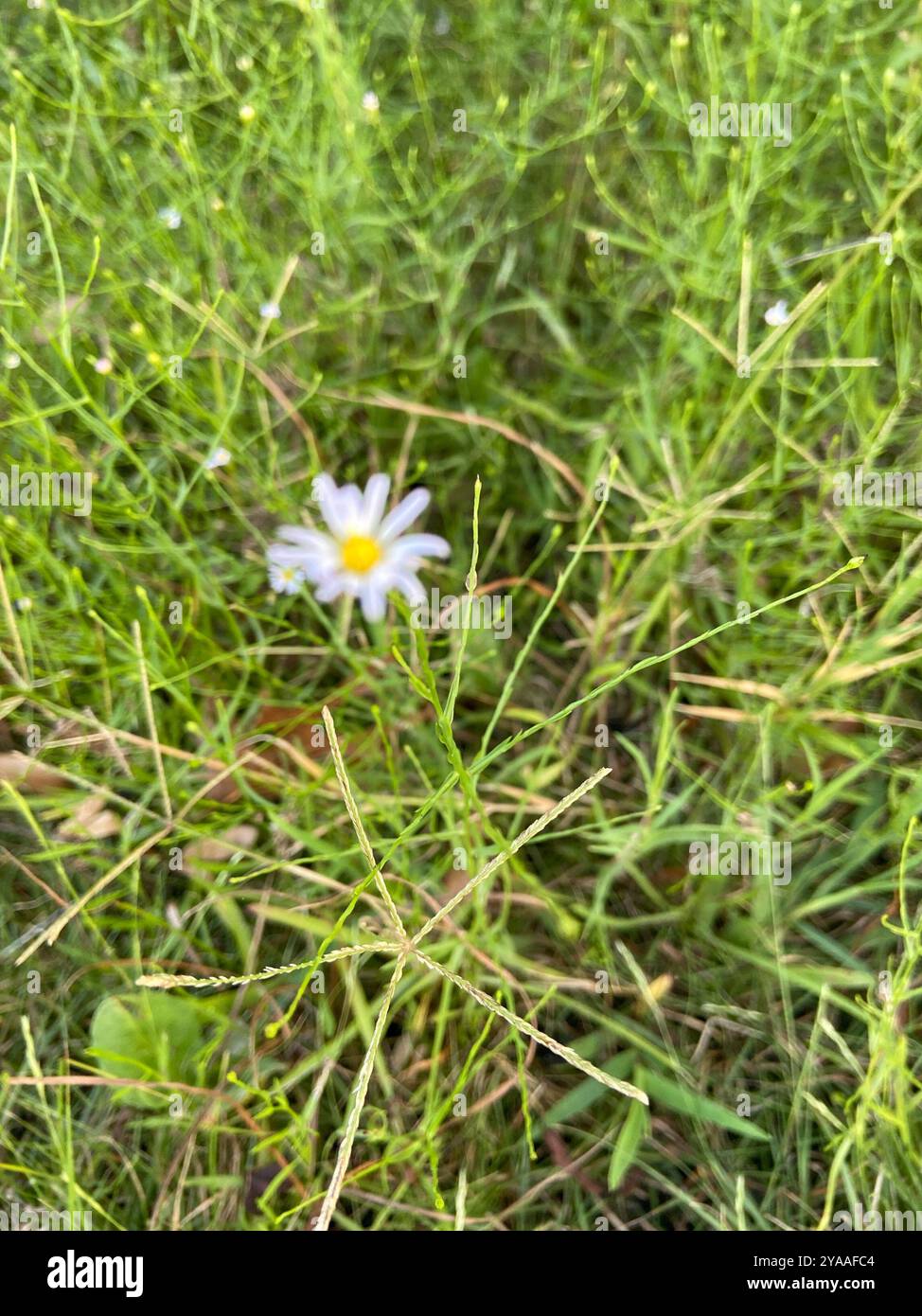 southern annual saltmarsh aster (Symphyotrichum divaricatum) Plantae ...