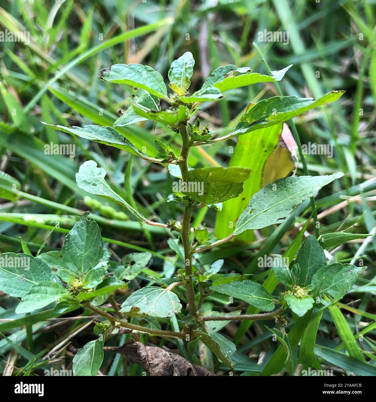 three-seeded mercuries (Acalypha) Plantae Stock Photo - Alamy