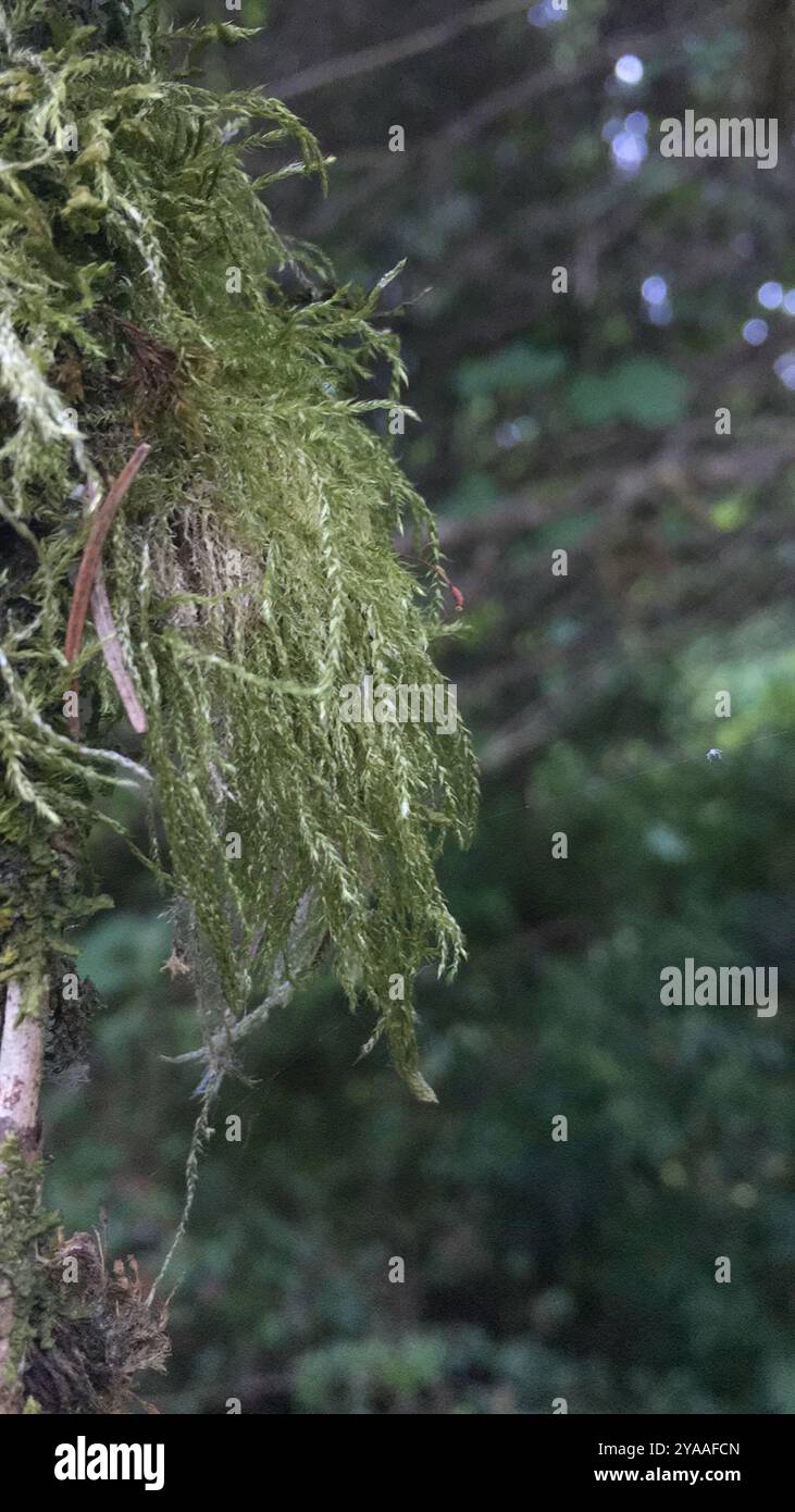 Cat's Tail Moss (Pseudisothecium stoloniferum) Plantae Stock Photo - Alamy