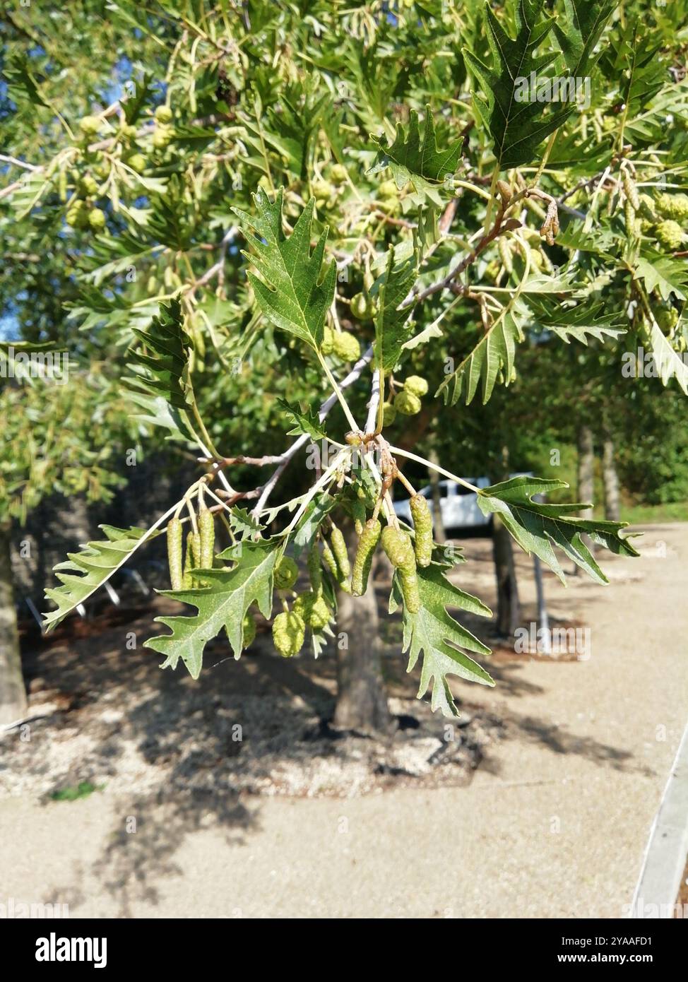 Turkey Oak (Quercus cerris) Plantae Stock Photo - Alamy