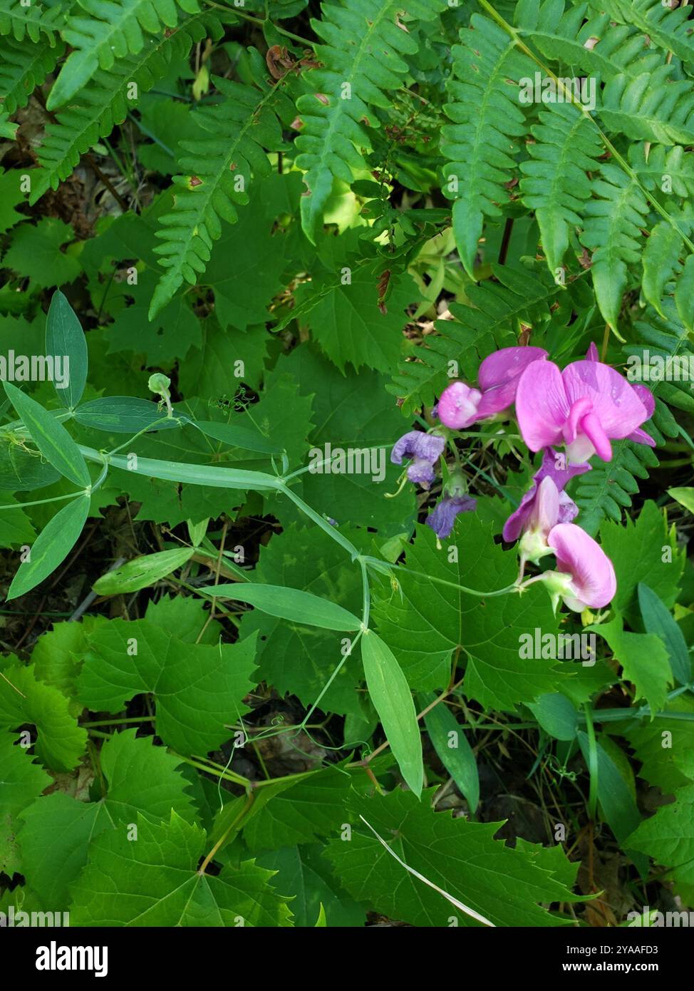 broad-leaved sweet pea (Lathyrus latifolius) Plantae Stock Photo - Alamy