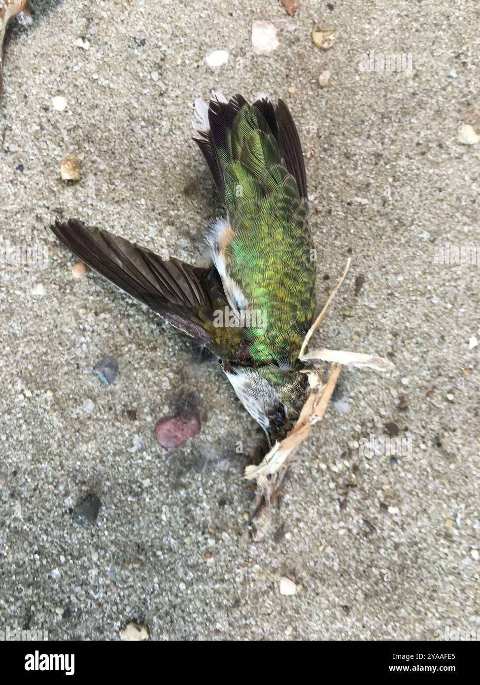 Ruby-throated Hummingbird (Archilochus colubris) Aves Stock Photo - Alamy