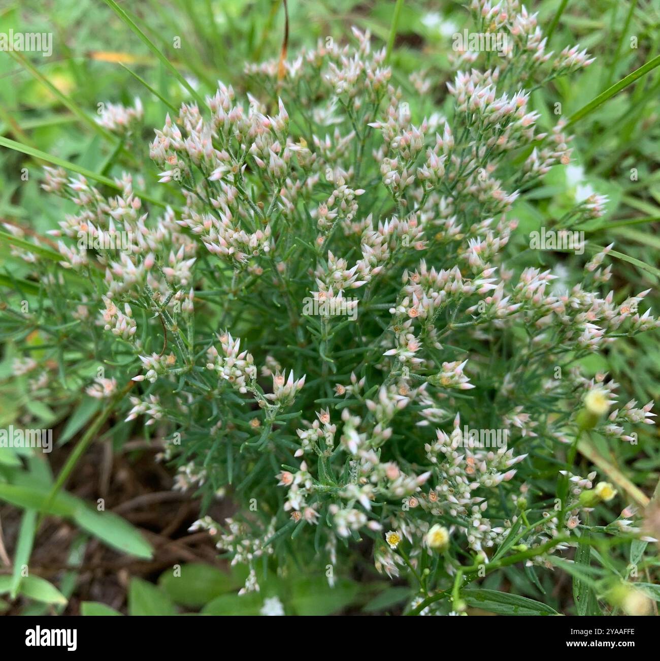 Oldman’s Cap (Polycarpaea corymbosa) Plantae Stock Photo - Alamy