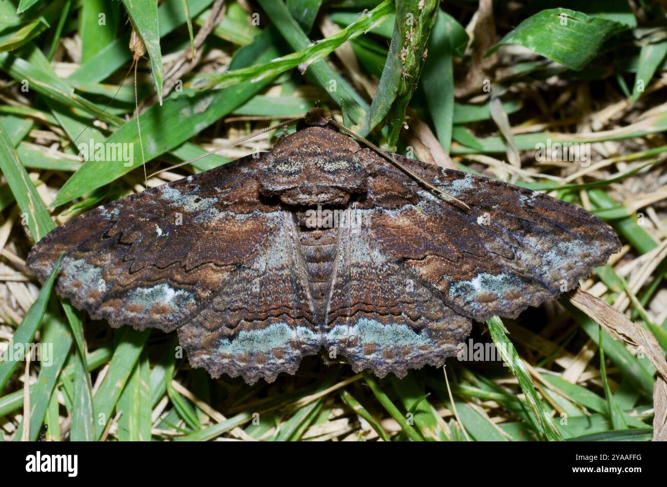 Lunate Zale Moth (Zale lunata) Insecta Stock Photo - Alamy