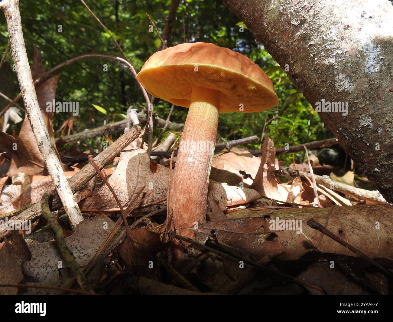 Red-mouth Bolete (Neoboletus subvelutipes) Fungi Stock Photo - Alamy