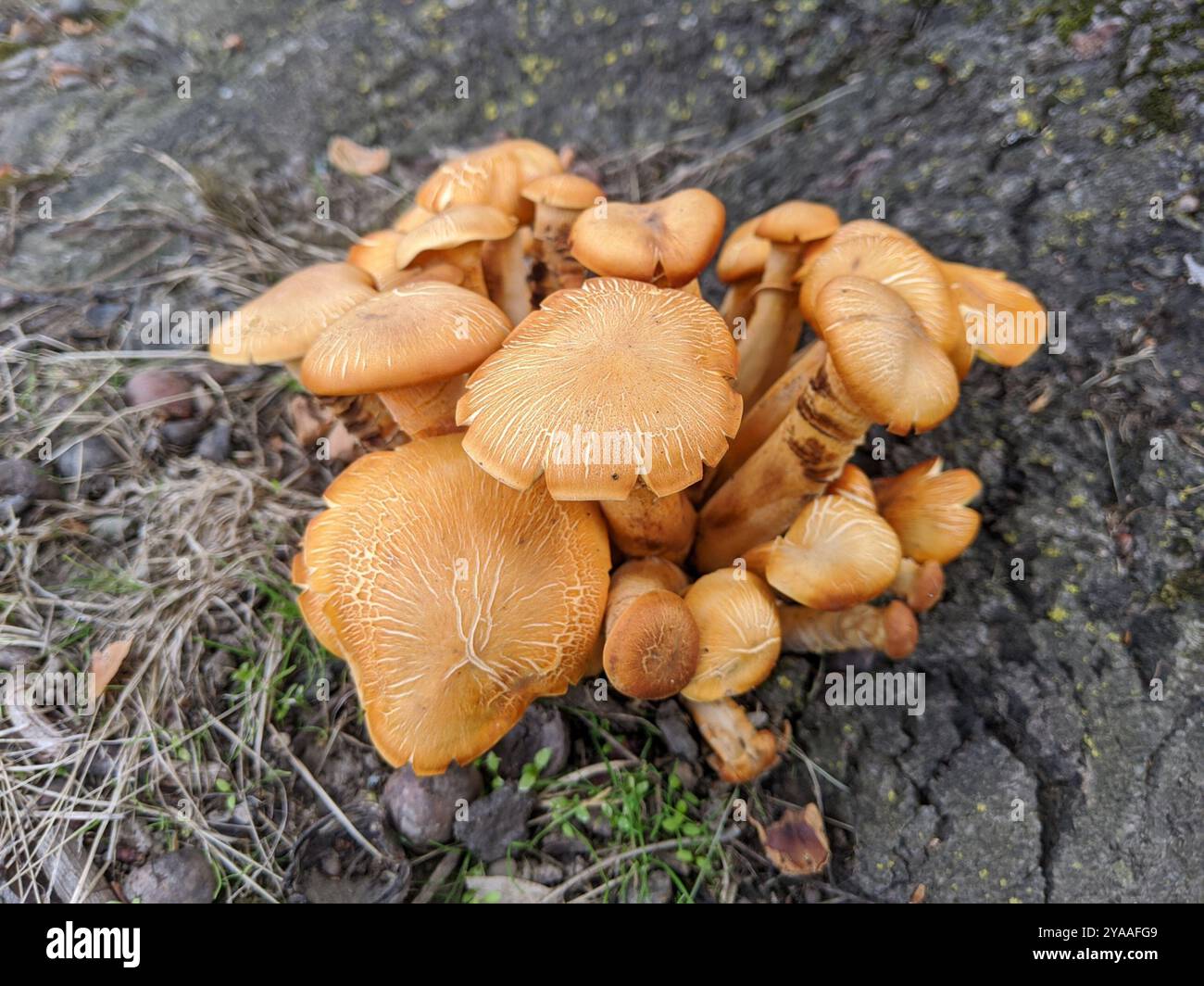 Eastern American jack-o'-lantern (Omphalotus illudens) Fungi Stock ...