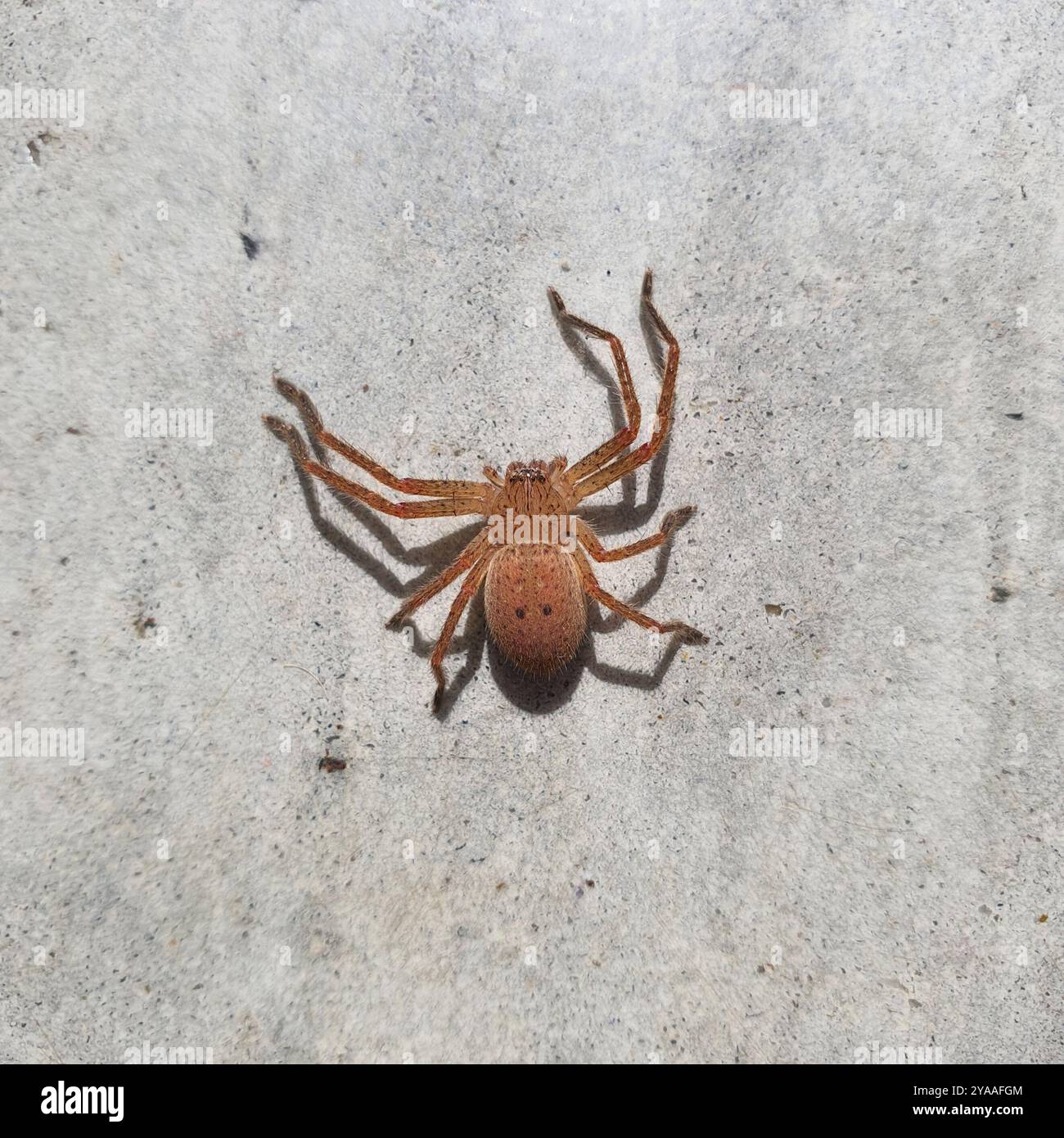 Badge Huntsman Spiders (Neosparassus) Arachnida Stock Photo - Alamy