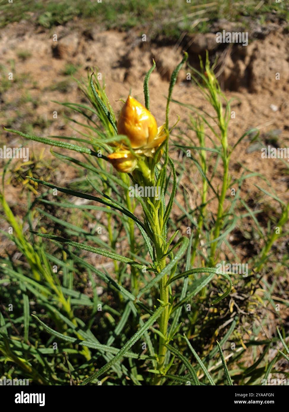 sticky everlasting (Xerochrysum viscosum) Plantae Stock Photo - Alamy