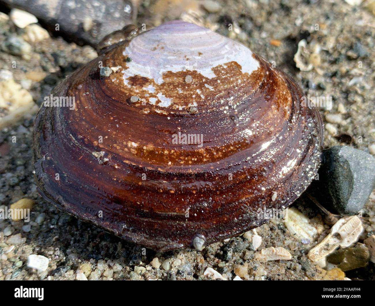 Purple Mahogany Clam (Nuttallia obscurata) Mollusca Stock Photo - Alamy