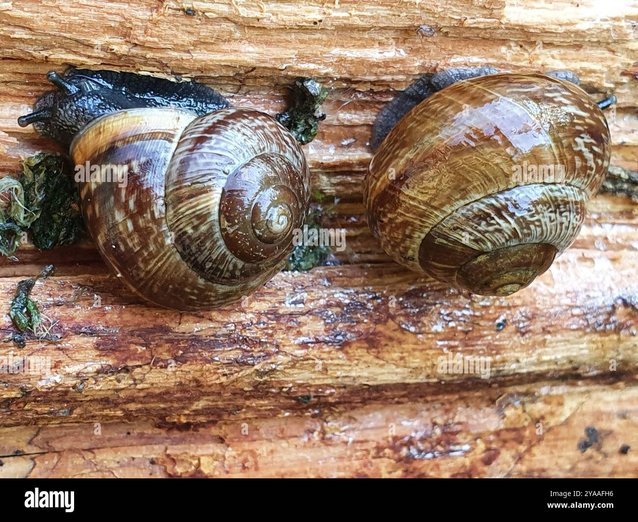 Copse Snail (Arianta arbustorum) Mollusca Stock Photo - Alamy
