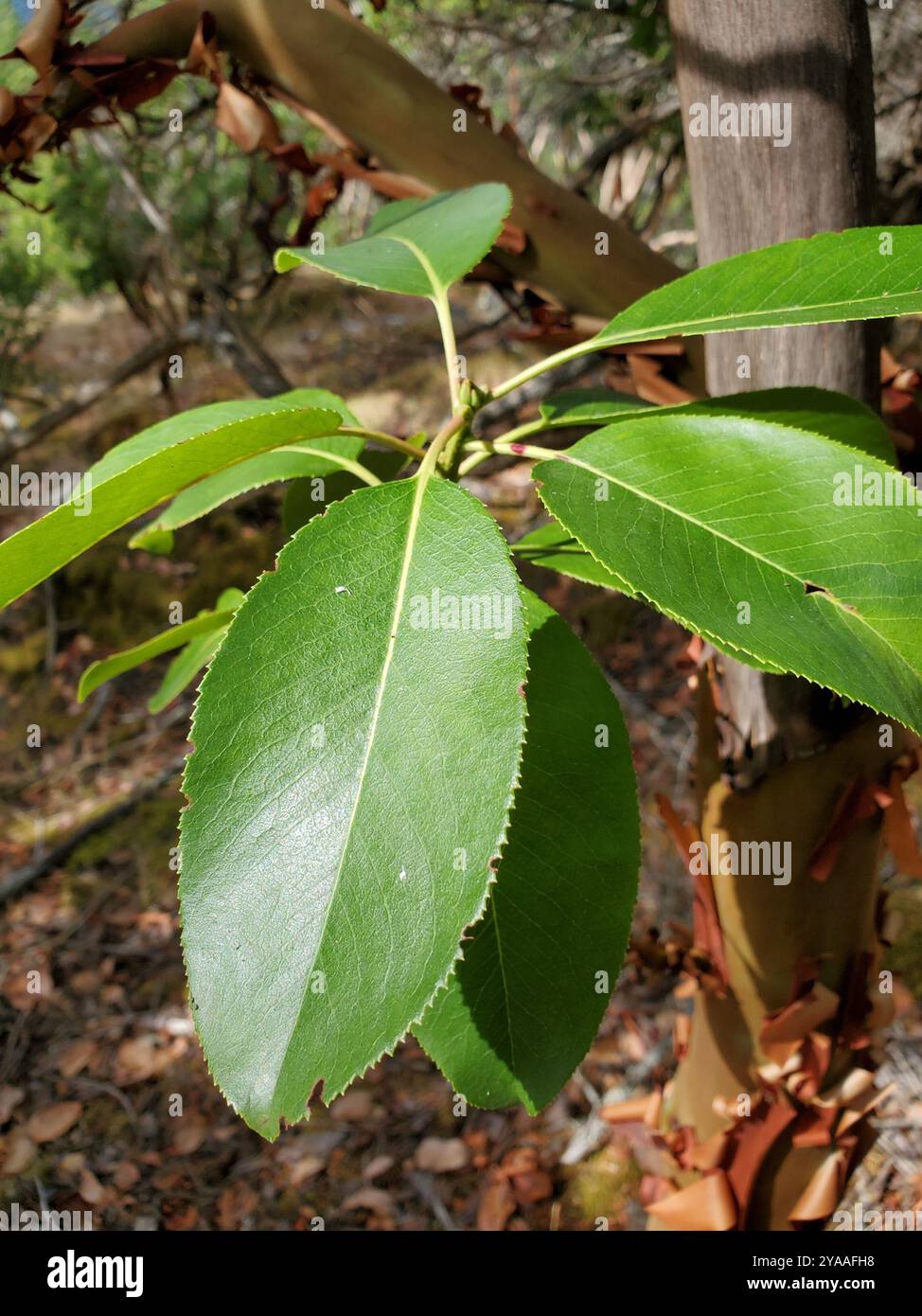 Pacific madrone (Arbutus menziesii) Plantae Stock Photo - Alamy