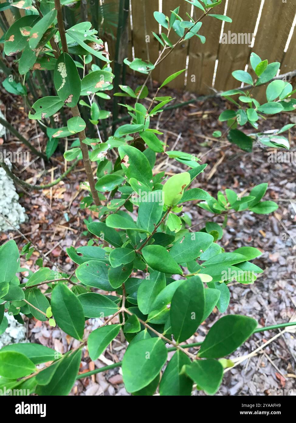 Spanish stopper (Eugenia foetida) Plantae Stock Photo - Alamy