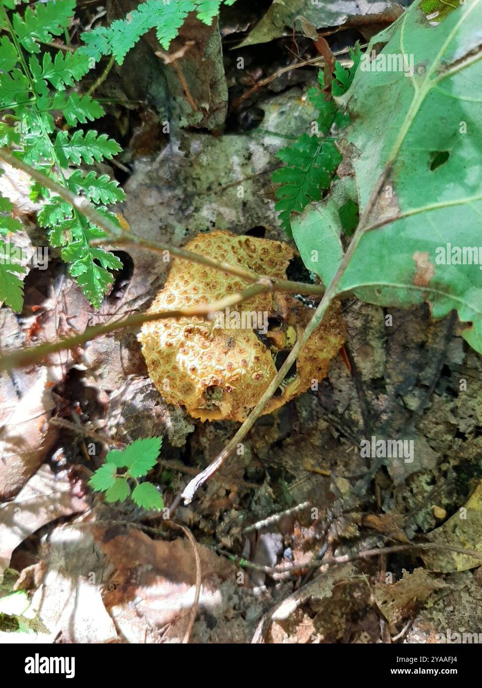 common earthball (Scleroderma citrinum) Fungi Stock Photo - Alamy