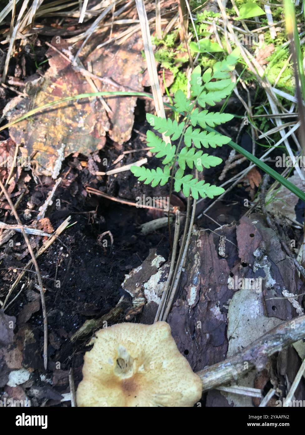 Eastern American marsh fern (Thelypteris palustris pubescens) Plantae ...