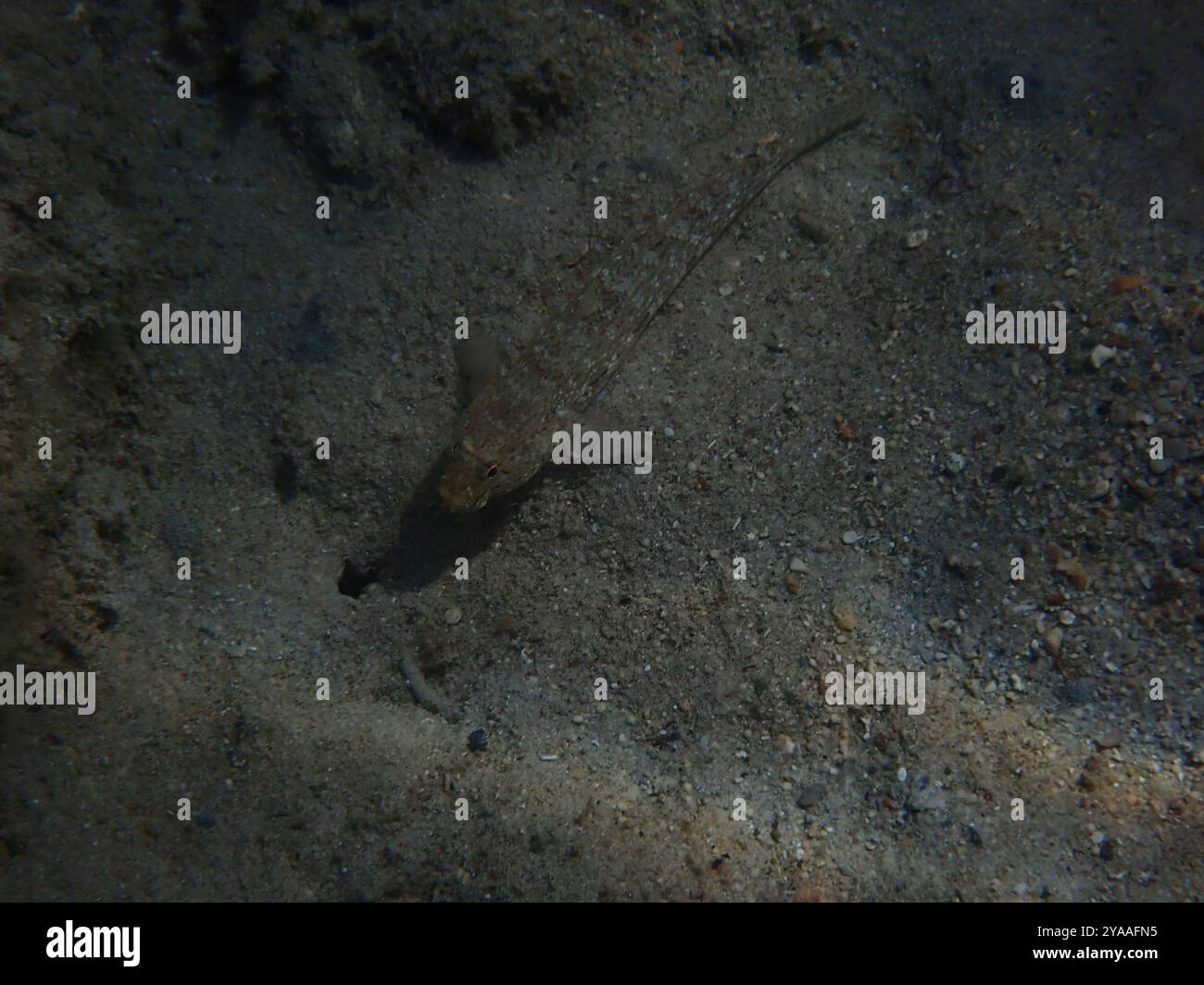 Incognito Goby (Gobius incognitus) Actinopterygii Stock Photo - Alamy
