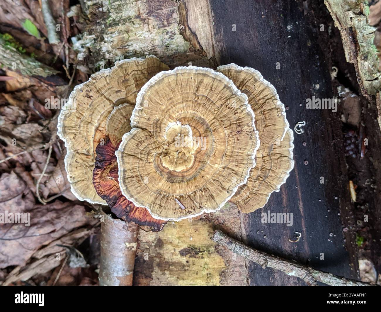 Thin-walled Maze Polypore (Daedaleopsis confragosa) Fungi Stock Photo ...