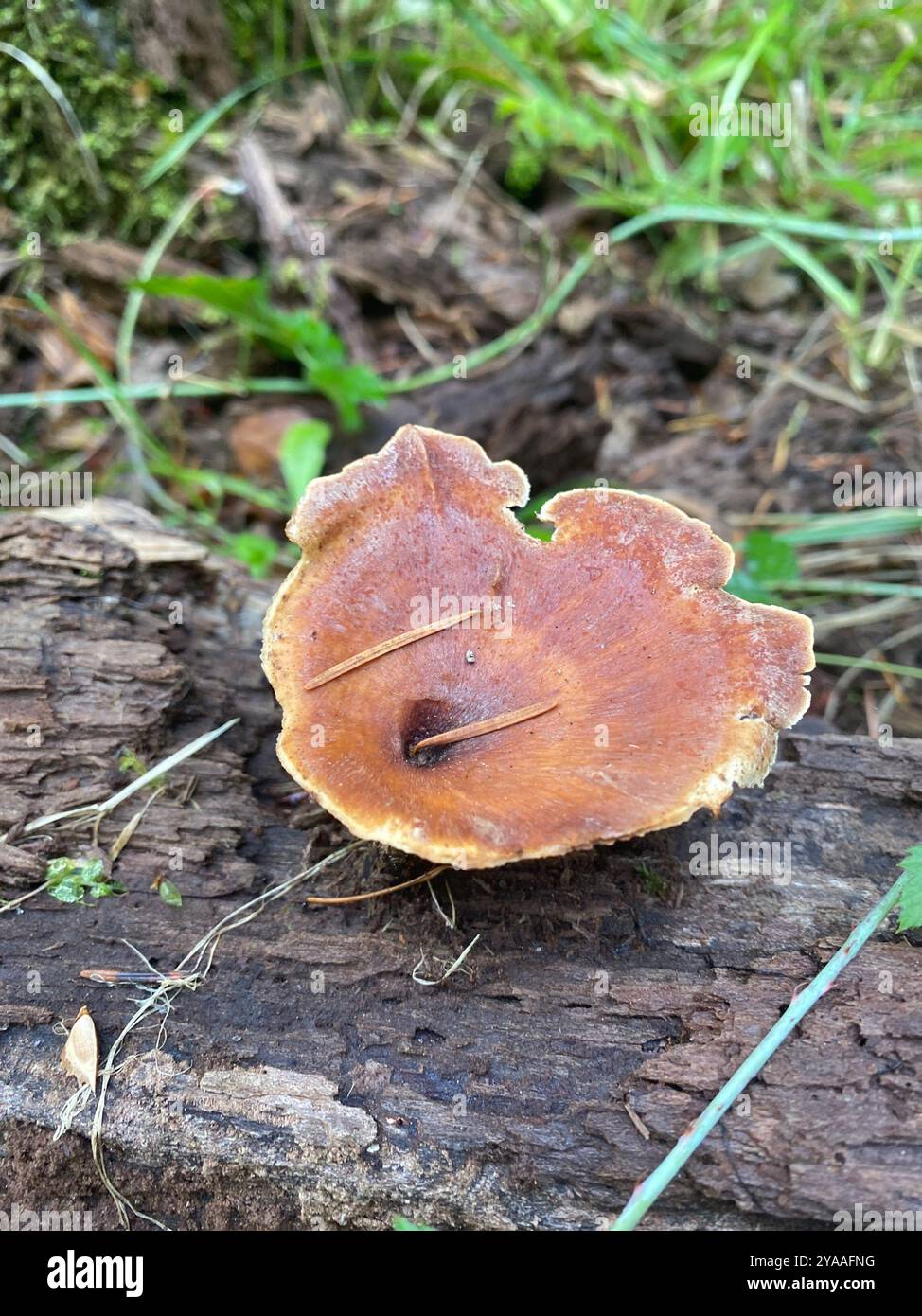 bracket fungi (Polyporaceae) Fungi Stock Photo - Alamy