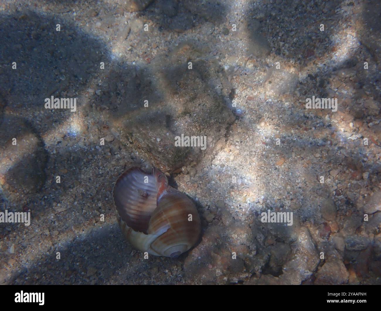 Giant Tun Snail (Tonna galea) Mollusca Stock Photo - Alamy