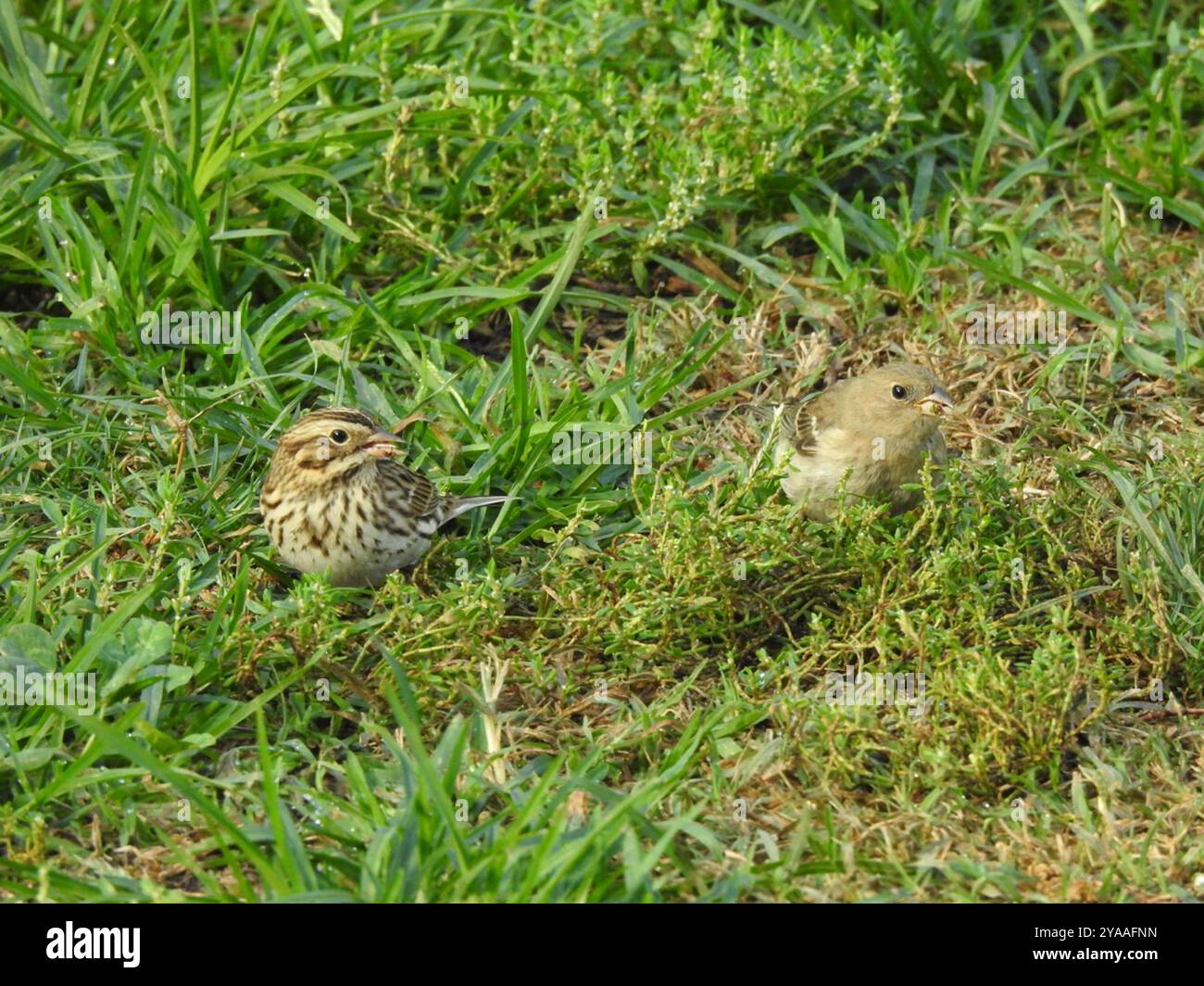 Savannah Sparrow (Passerculus sandwichensis) Aves Stock Photo - Alamy