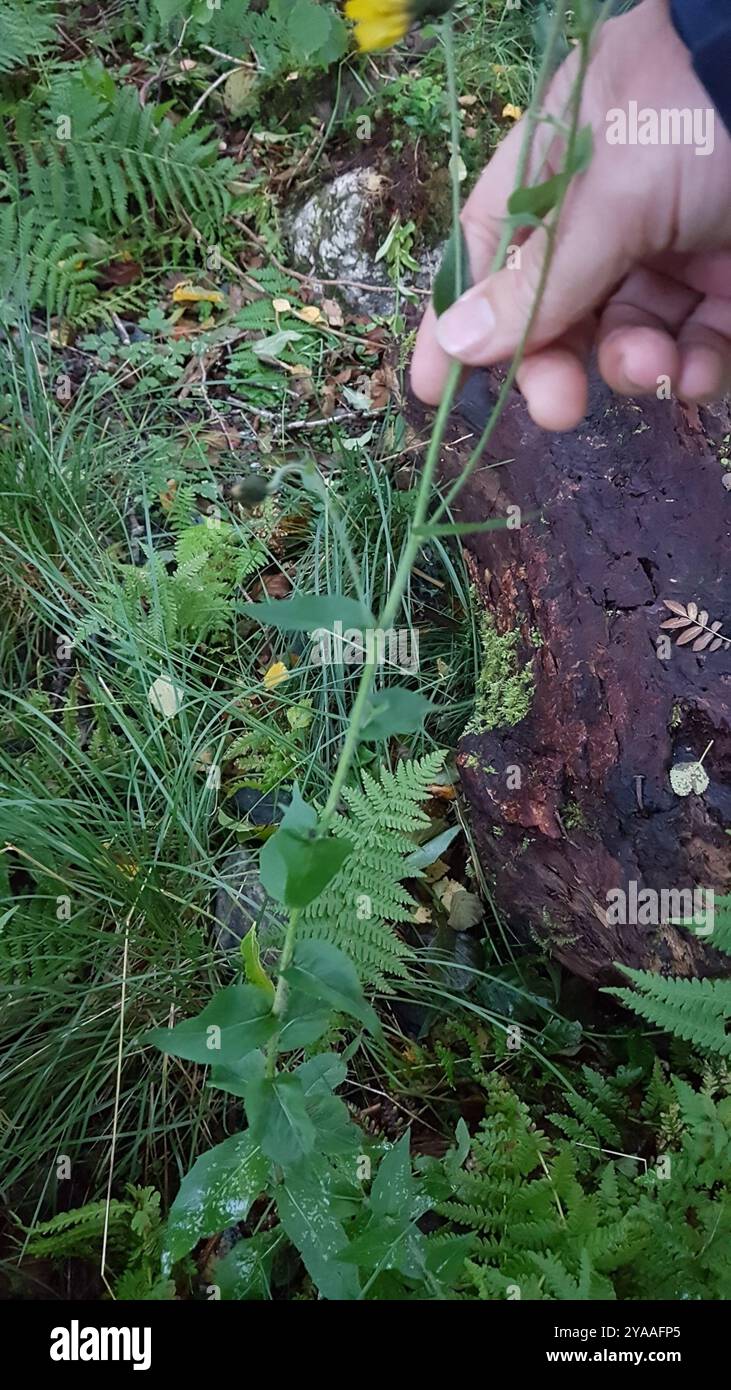 narrow-leaved hawksbeard (Crepis tectorum) Plantae Stock Photo - Alamy