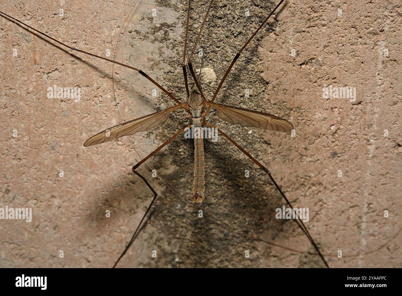 European Crane Fly (Tipula paludosa) Insecta Stock Photo - Alamy