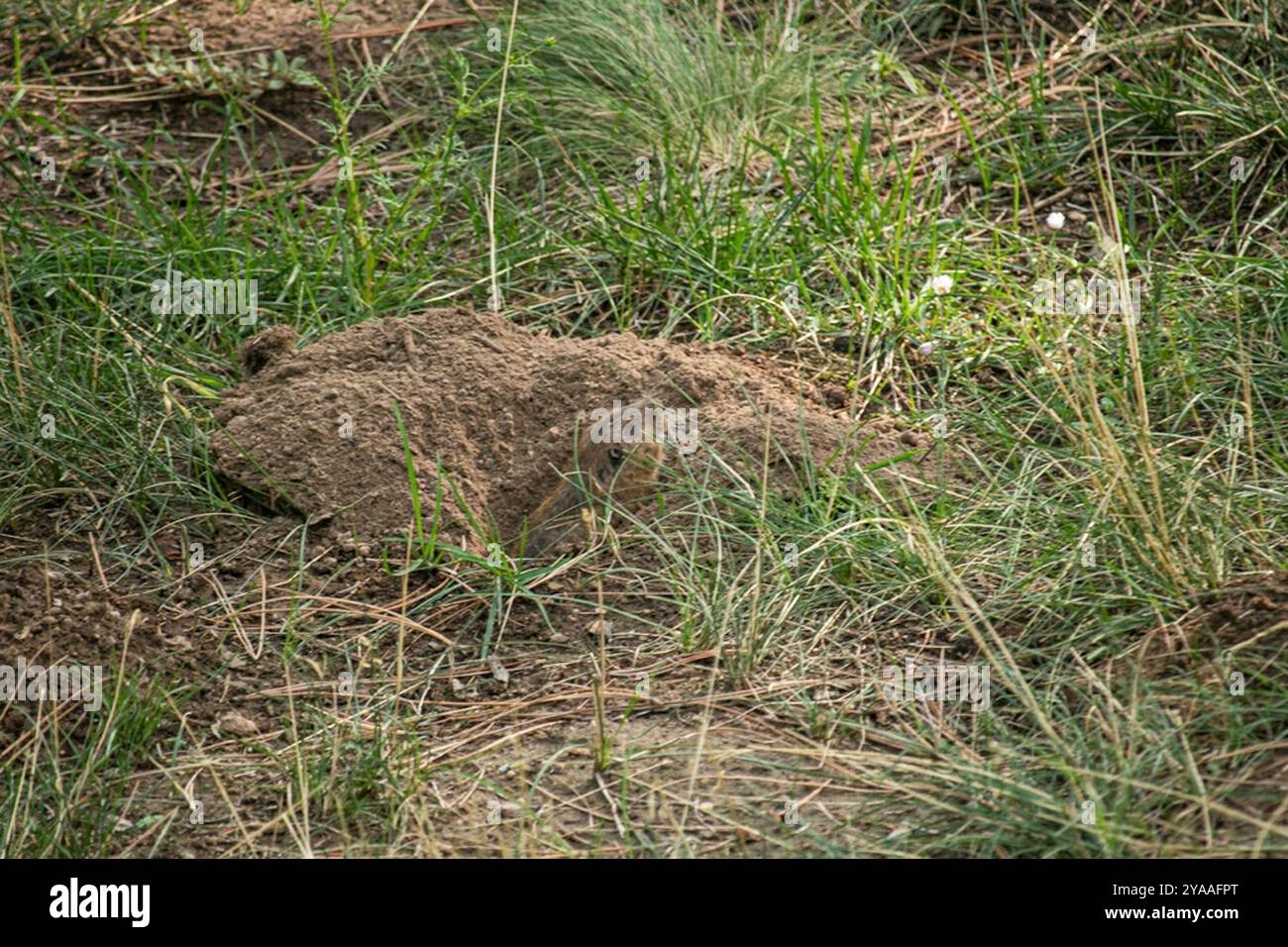 Northern Pocket Gopher (Thomomys talpoides) Mammalia Stock Photo - Alamy