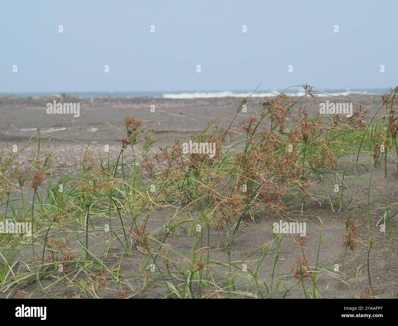 Purple nutsedge (Cyperus rotundus) Plantae Stock Photo - Alamy