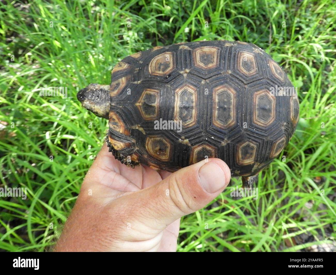 Eastern Hinge Tortoise (Kinixys zombensis zombensis) Reptilia Stock ...