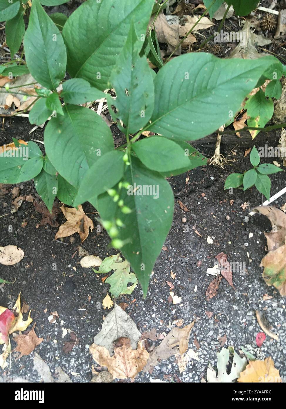 American jumpseed (Persicaria virginiana) Plantae Stock Photo - Alamy