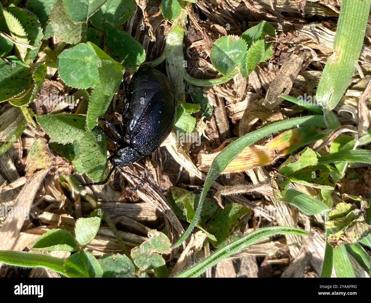 black-punctured leaf beetle (Galeruca tanaceti) Insecta Stock Photo - Alamy