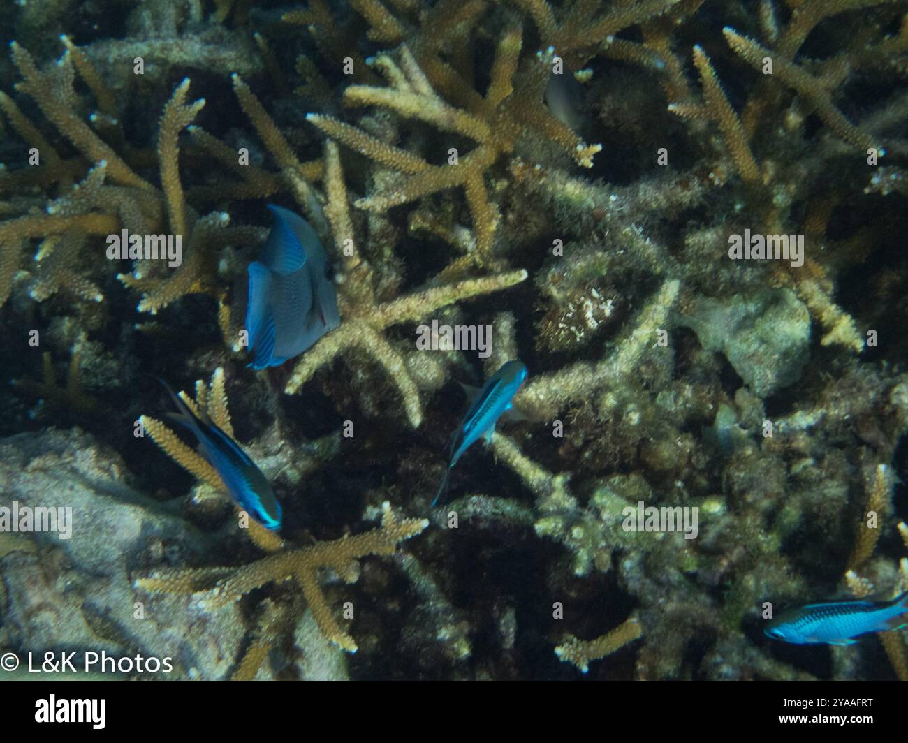 Blue Chromis (Azurina cyanea) Actinopterygii Stock Photo - Alamy