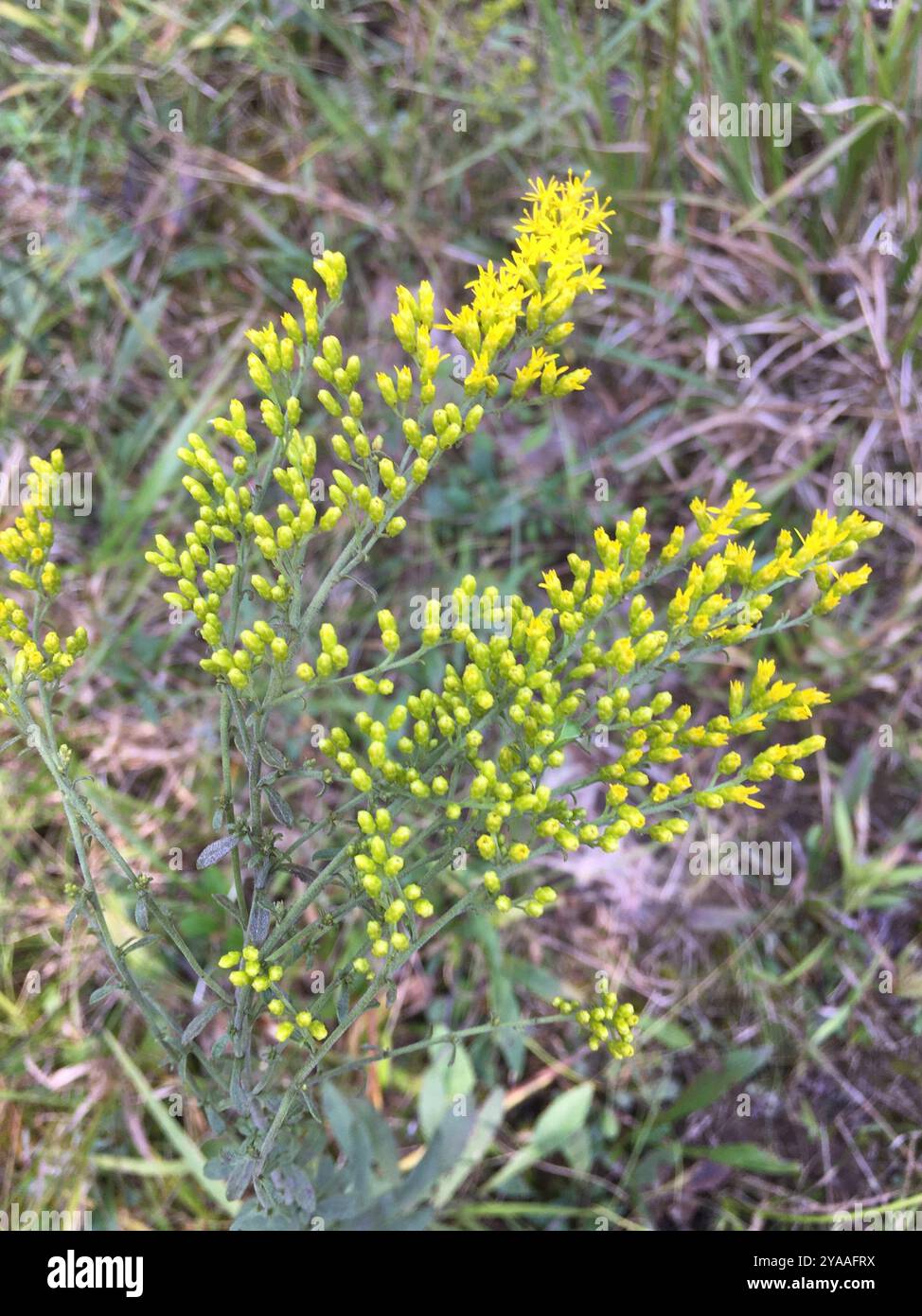 field goldenrod (Solidago nemoralis) Plantae Stock Photo - Alamy