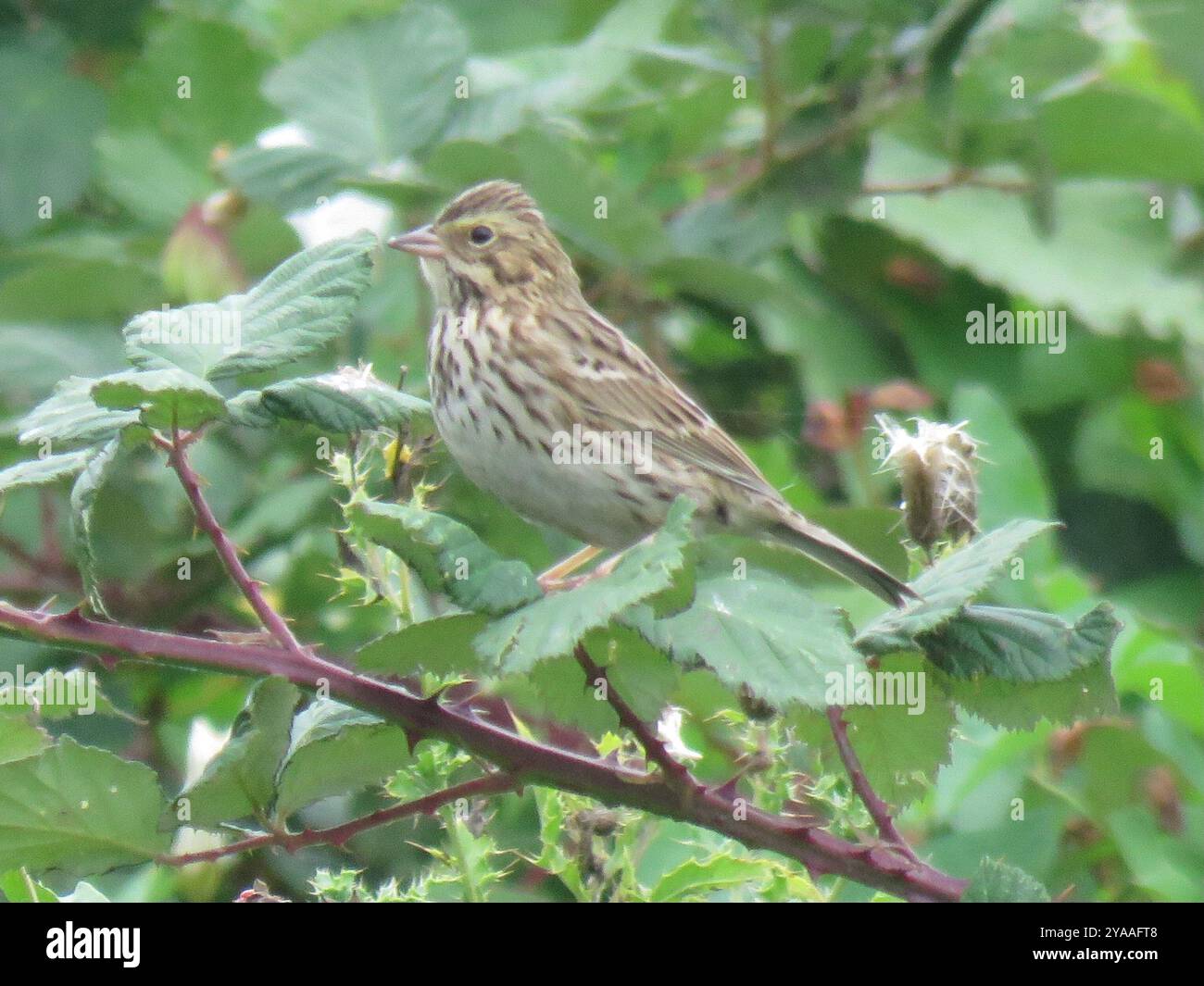 Savannah Sparrow (Passerculus sandwichensis) Aves Stock Photo - Alamy