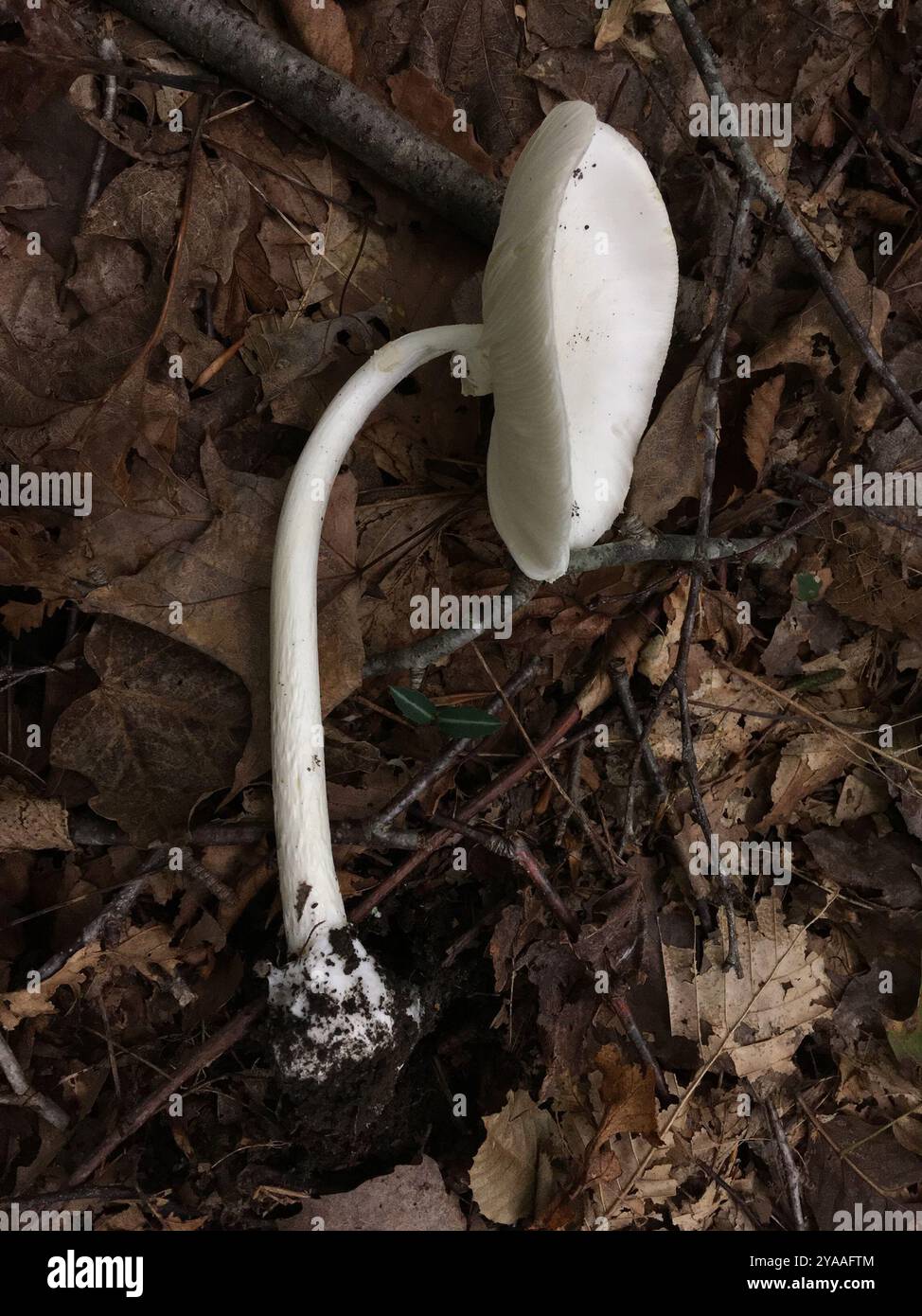 Eastern North American Destroying Angel (Amanita bisporigera) Fungi ...