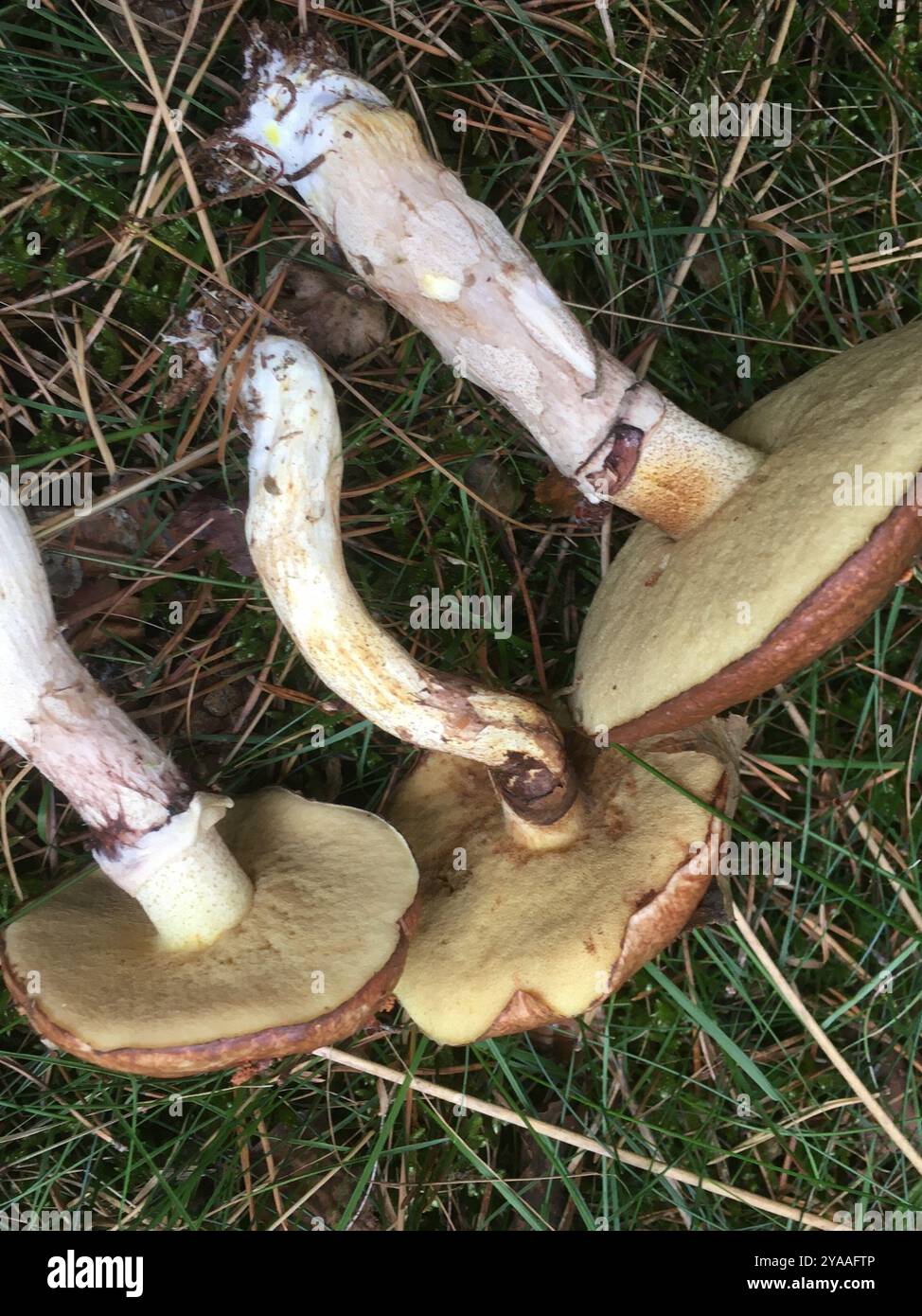 Purple-veiled Slippery Jack (Suillus luteus) Fungi Stock Photo - Alamy