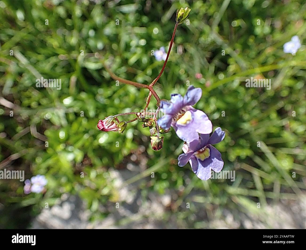 Common Lionface (Nemesia affinis) Plantae Stock Photo - Alamy
