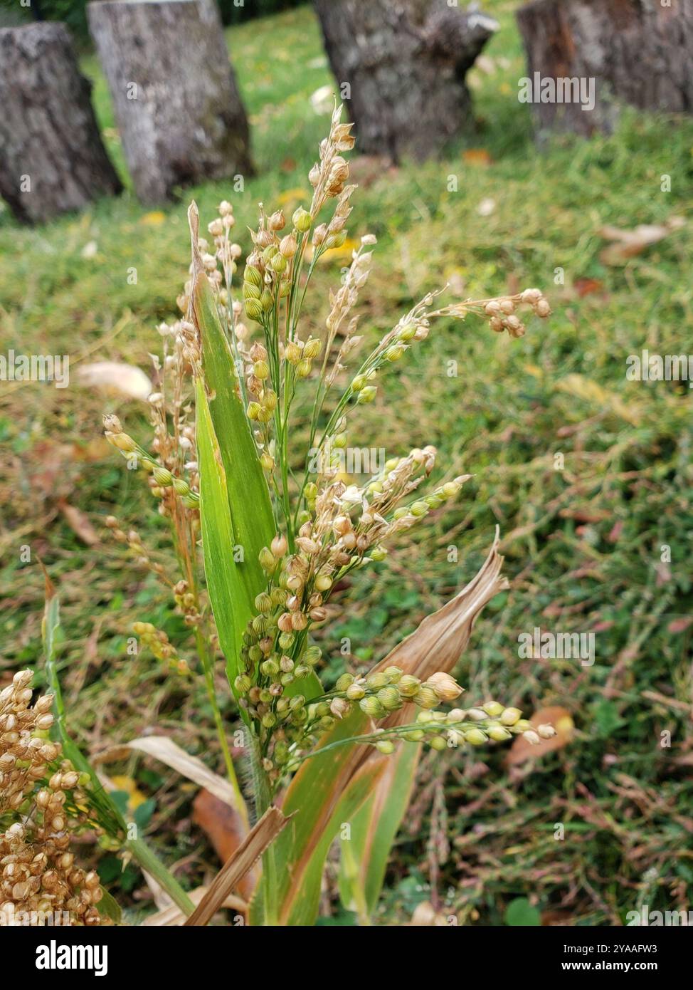 bristlegrasses, bluestems, paspalums, and allies (Panicoideae) Plantae ...