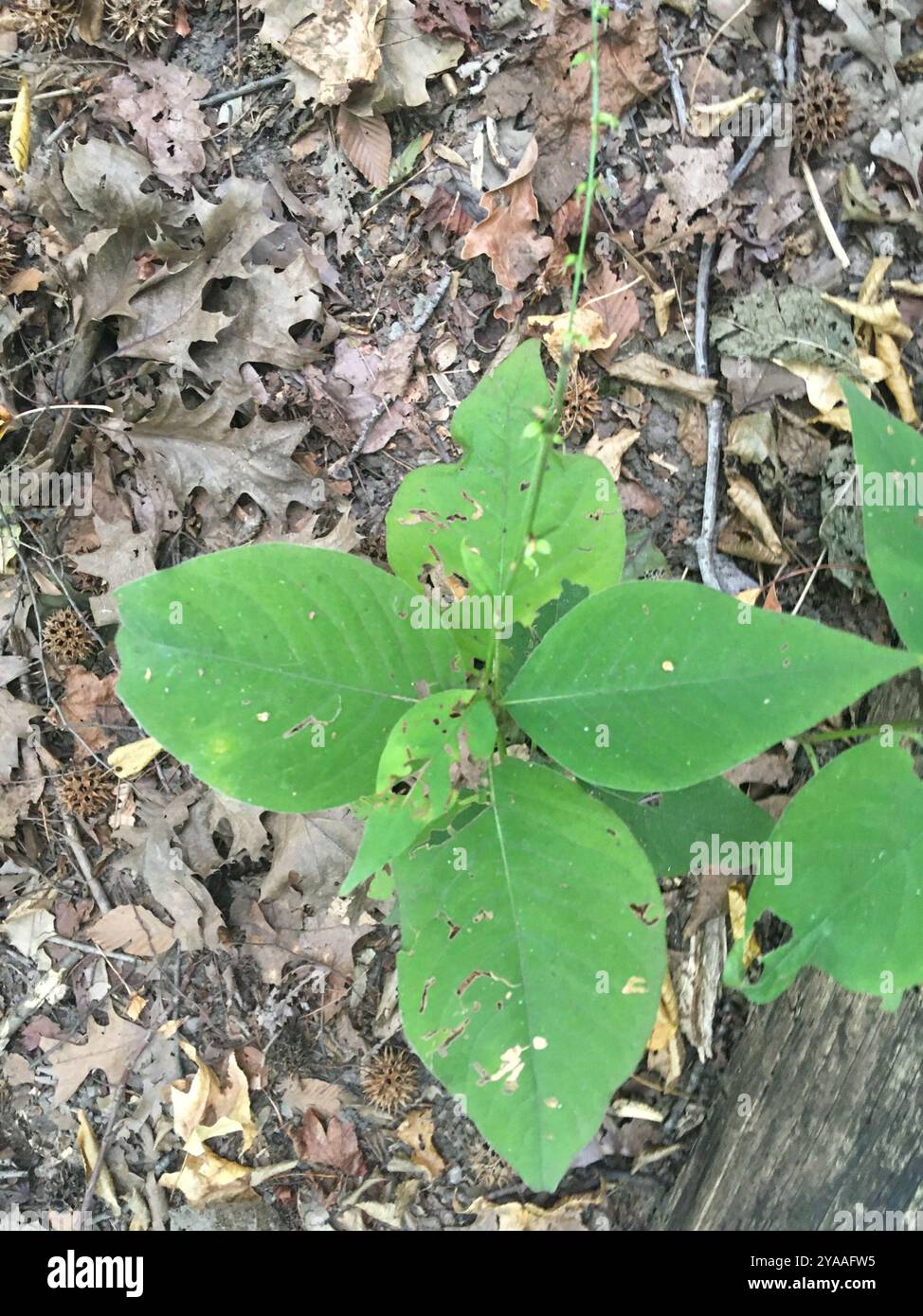 American jumpseed (Persicaria virginiana) Plantae Stock Photo - Alamy