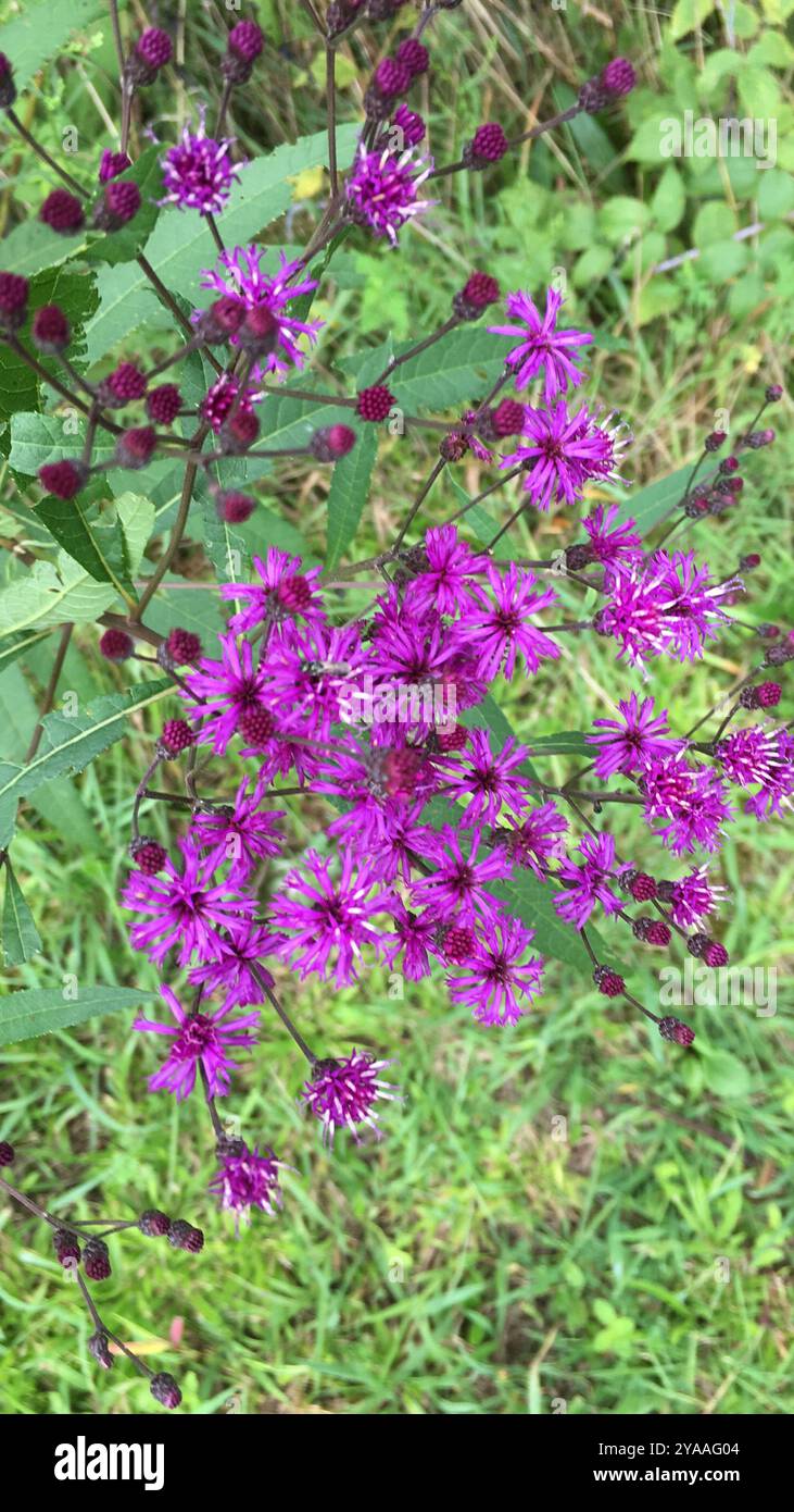 Tall Ironweed (Vernonia gigantea) Plantae Stock Photo - Alamy