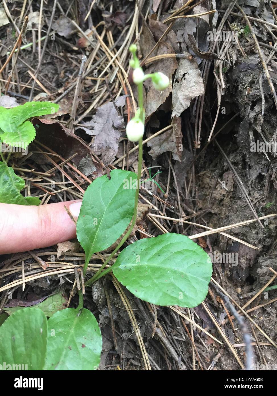 shinleaf (Pyrola elliptica) Plantae Stock Photo - Alamy