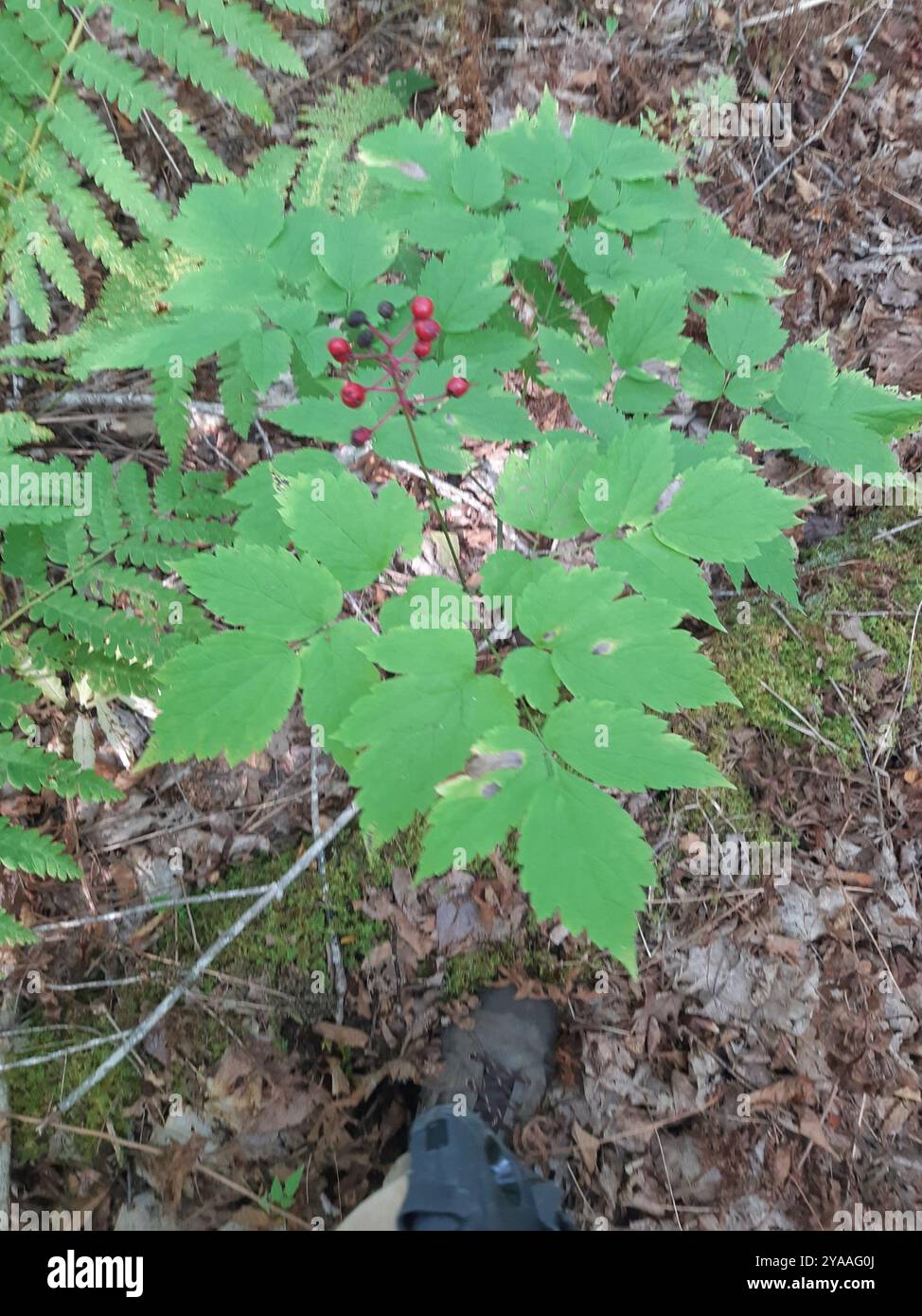 red baneberry (Actaea rubra) Plantae Stock Photo - Alamy