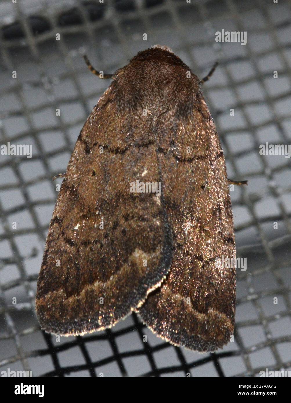 Slowpoke Moth (Athetis tarda) Insecta Stock Photo - Alamy