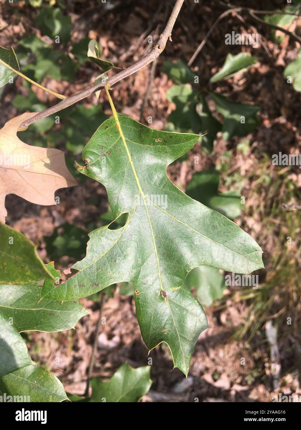 bear oak (Quercus ilicifolia) Plantae Stock Photo - Alamy